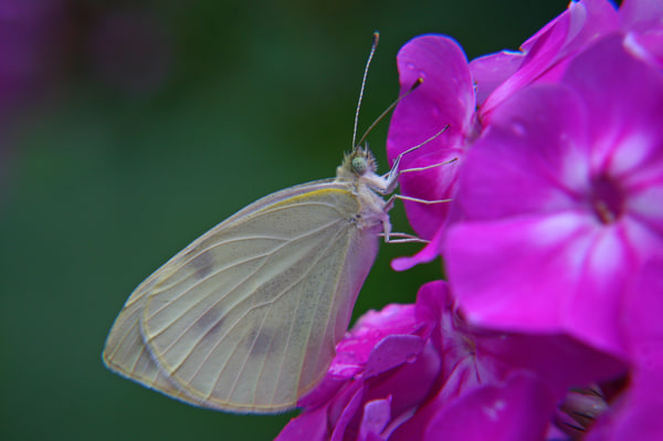 Stock JPEG moth flox animal