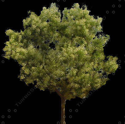 Texture JPEG Japanese pagoda tree