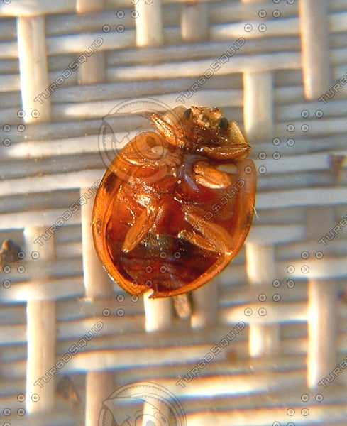 Stock JPEG Ladybug ladey insect