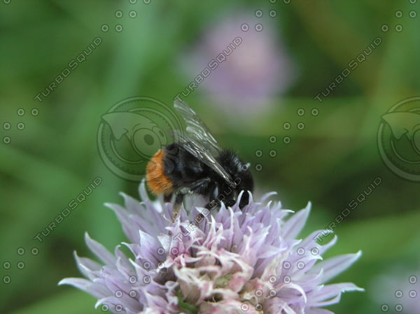 Stock JPEG bombus insect trzmiel