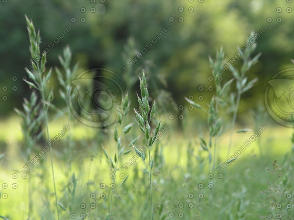 Stock JPEG nature flower flowers