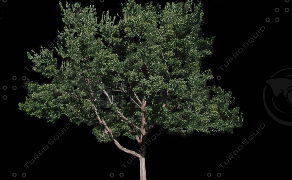 Texture JPEG Hackberry tree trees