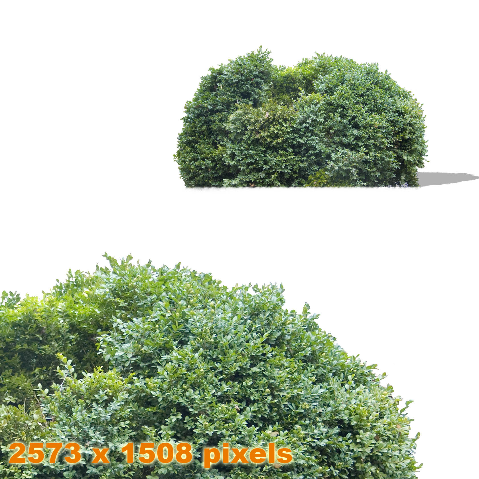 Texture PNG boxshrub Green bush