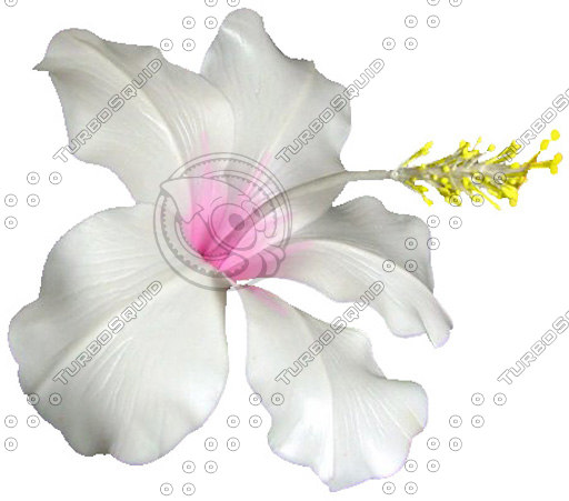 Stock GIF Hibiscus White Stunning