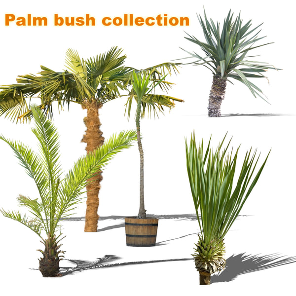 Texture palm Green Tree