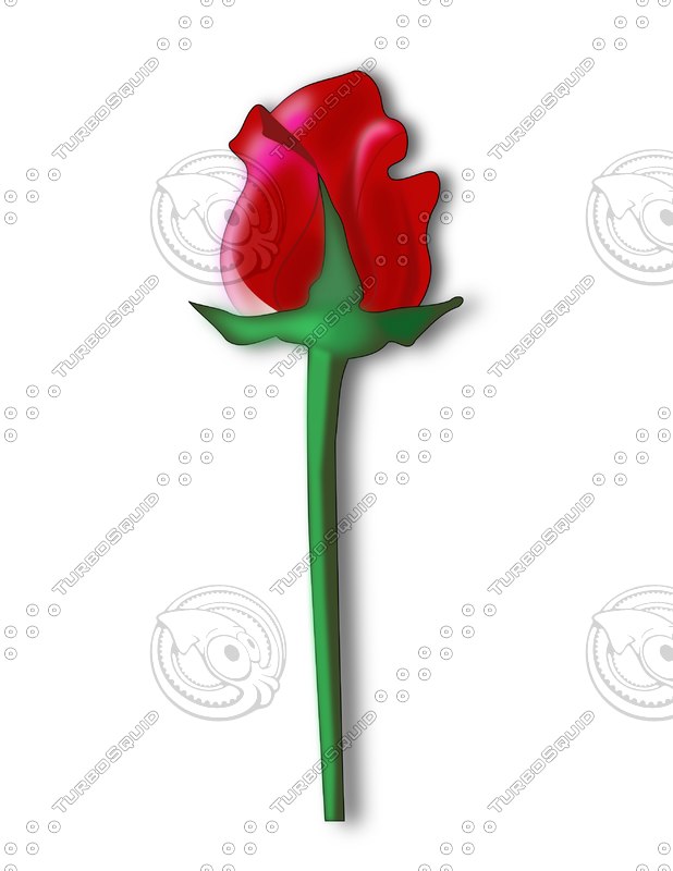 Stock JPEG rose flower bud