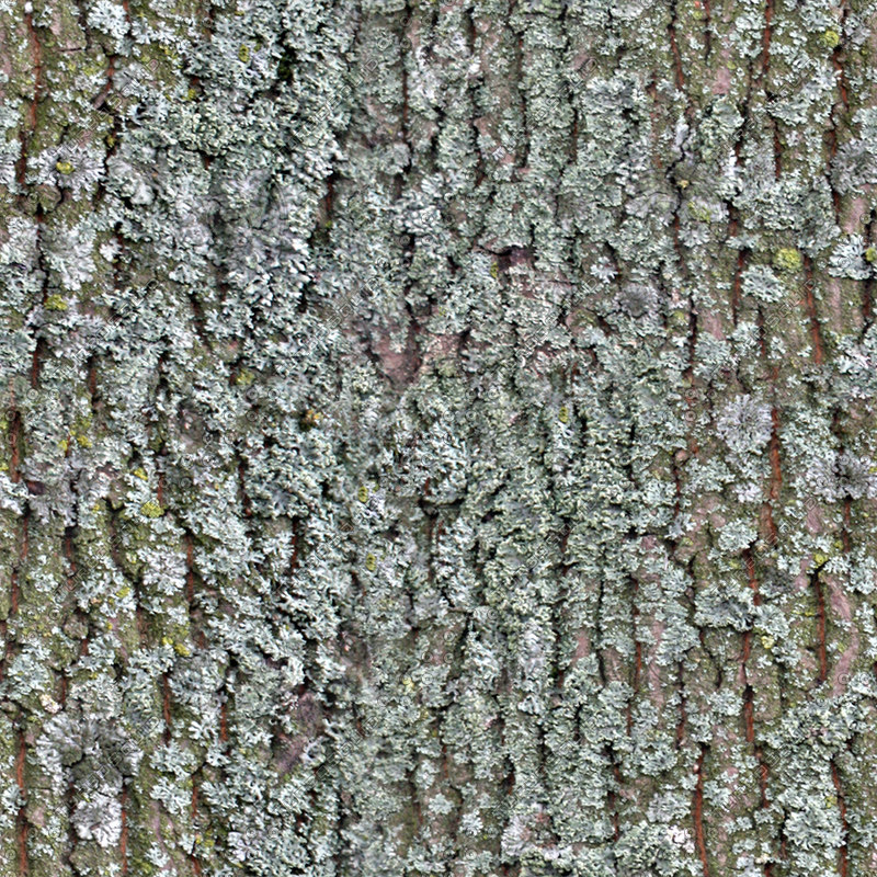 Texture JPEG tree bark lichen