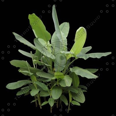 Texture Photoshop tree bush plant