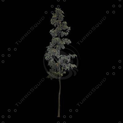 Texture Photoshop tree bush plant