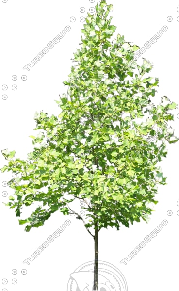 Texture JPEG tree photo transparent