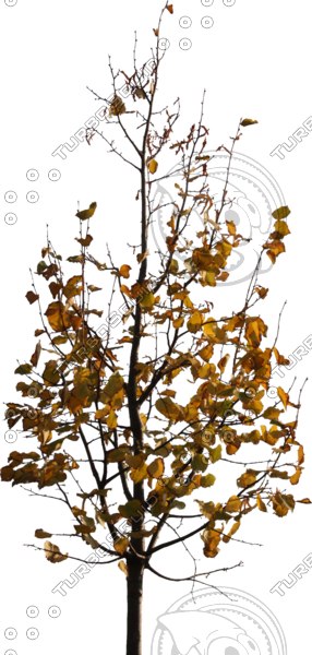 Texture JPEG tree photo transparent