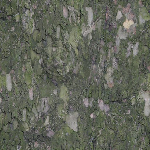 Texture JPEG tree bark seamless