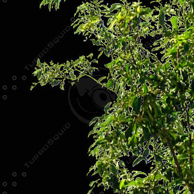 Texture JPEG tree billboard high