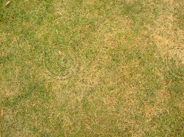 Texture JPEG lawn yellow ground