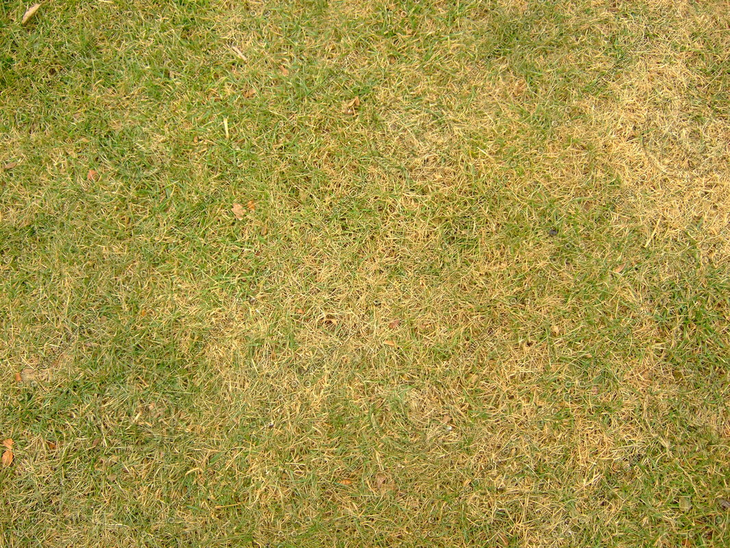 Texture JPEG lawn yellow ground