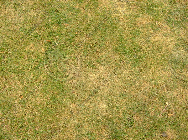 Texture JPEG lawn ground green
