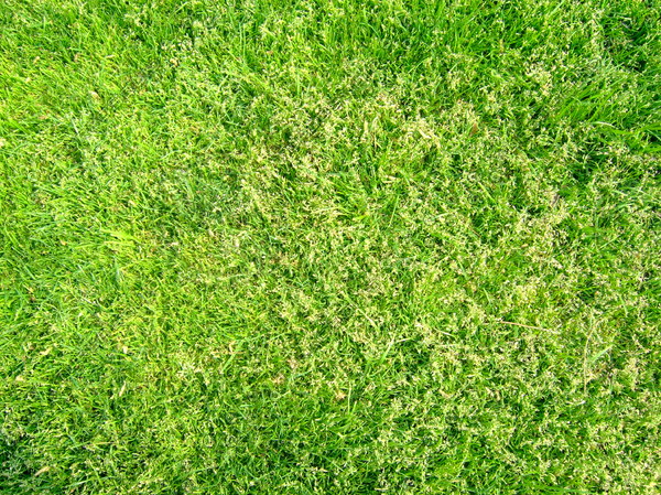 Texture JPEG lawn ground green