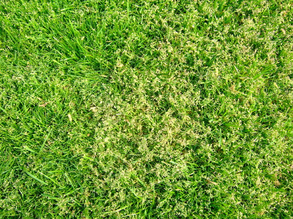 Texture JPEG lawn ground green