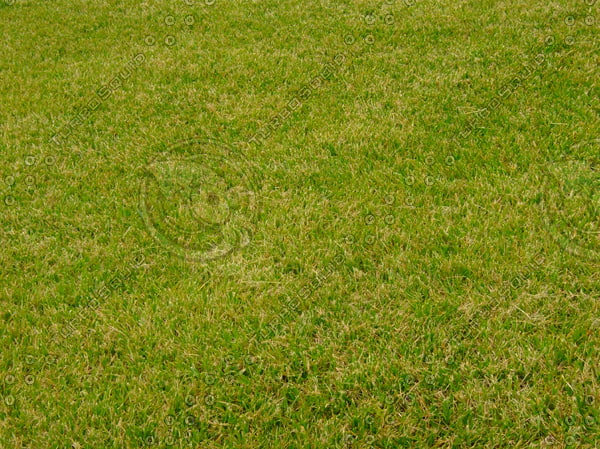 Texture JPEG lawn ground green