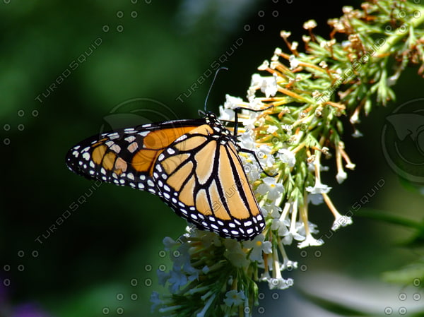 Stock JPEG Butterfly bug insect