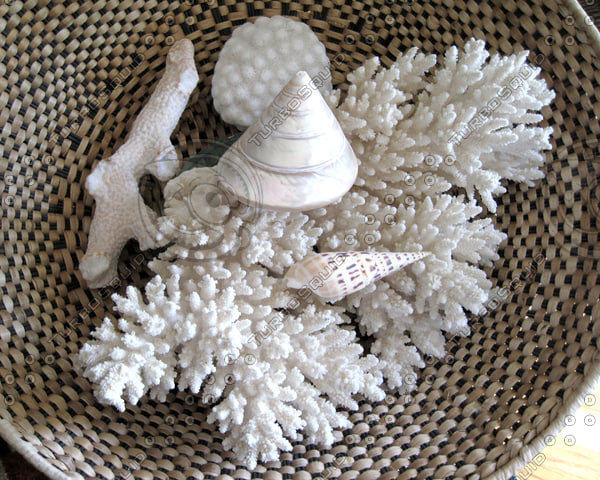 Stock JPEG coral shells basket