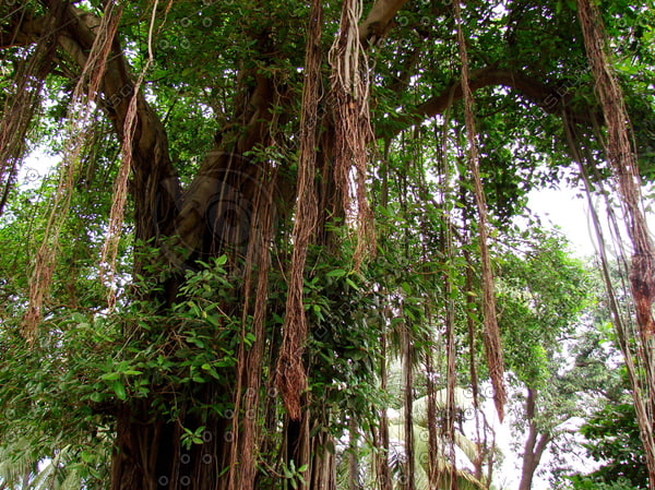 Texture JPEG Tree Green wood