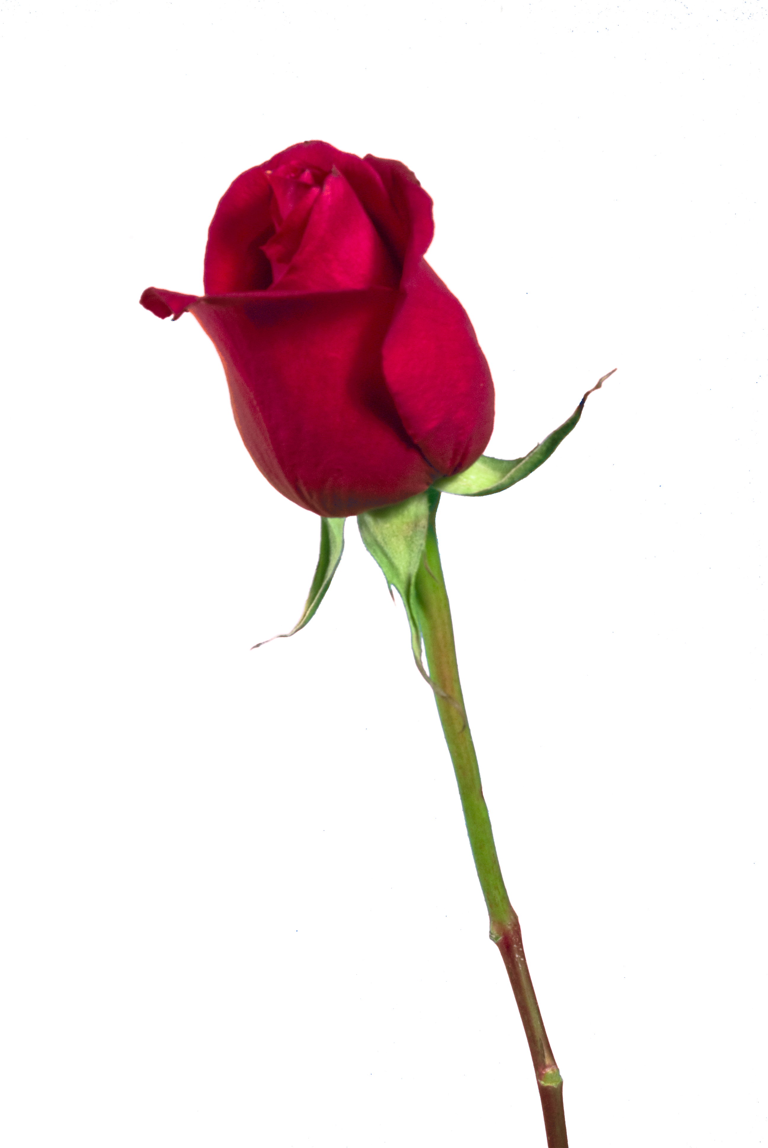 Stock Photoshop Flowers Red Rose