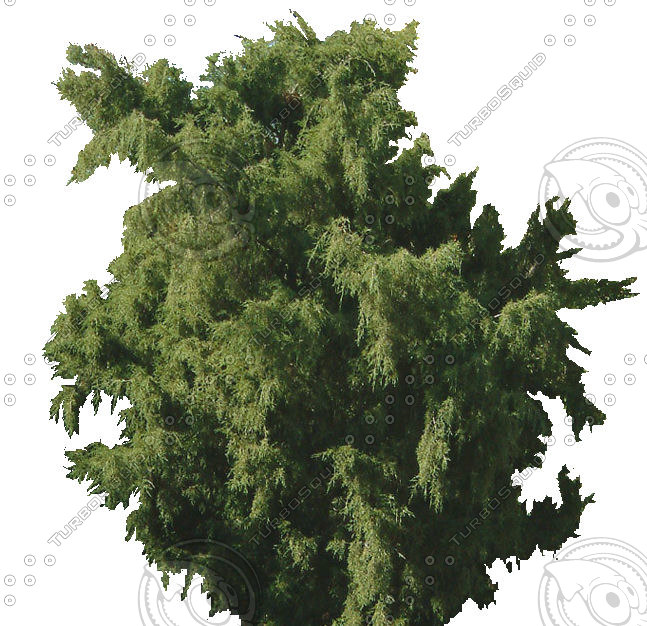 Texture JPEG eastern red cedar