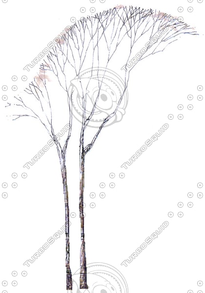 Texture Windows Bitmap sketch elevation tree