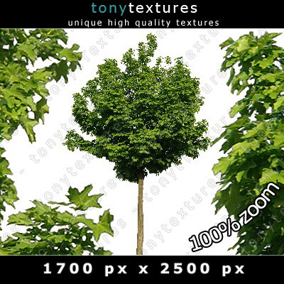 Texture JPEG Tree Summer Green