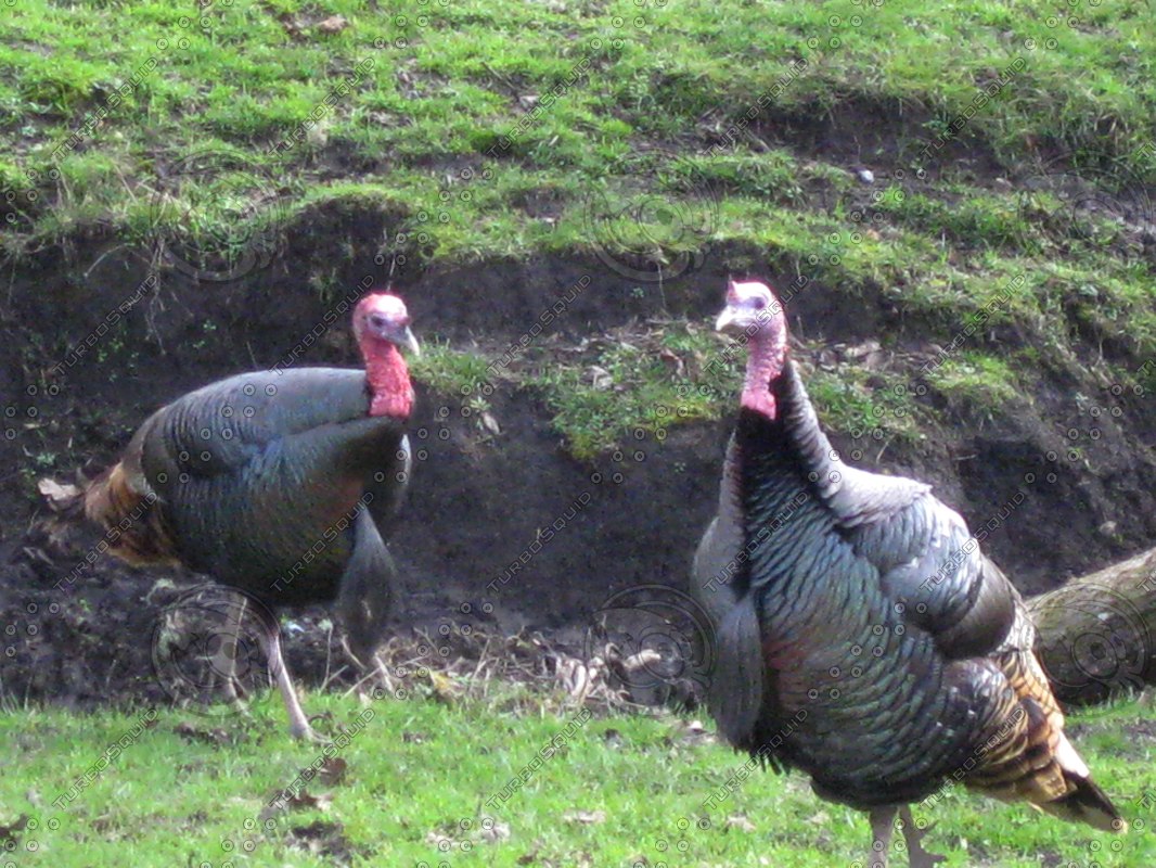 Stock JPEG two turkeys grass