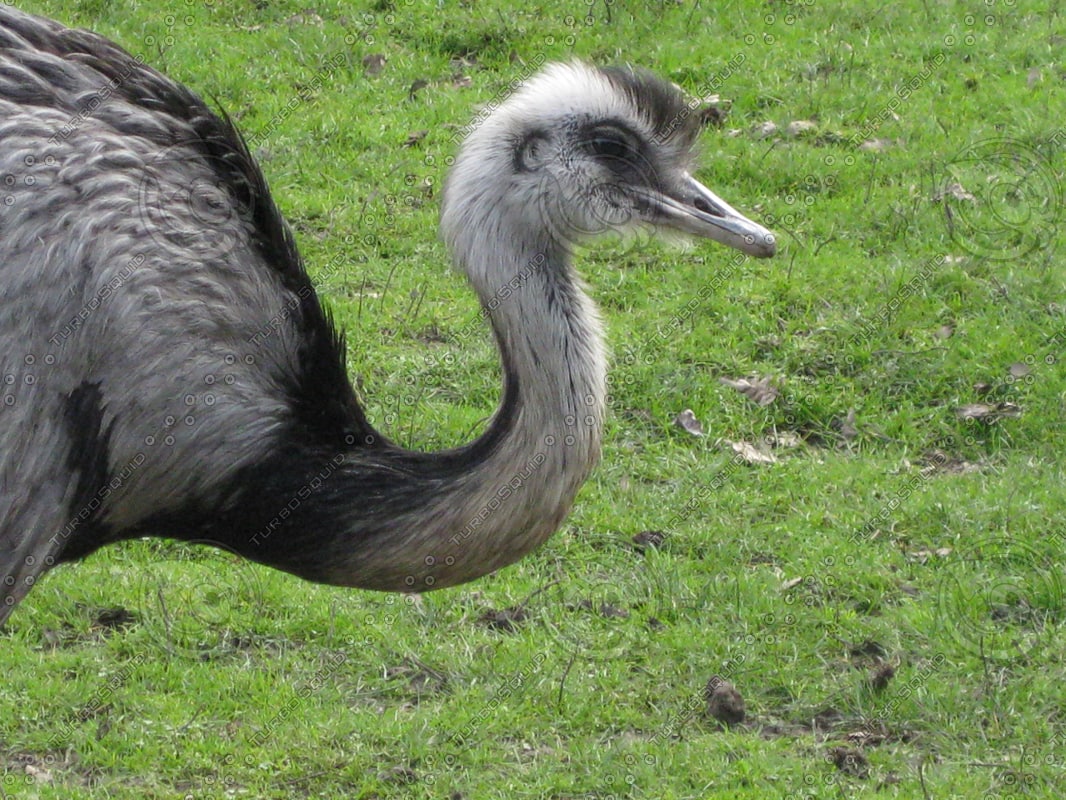 Stock JPEG emu bird large