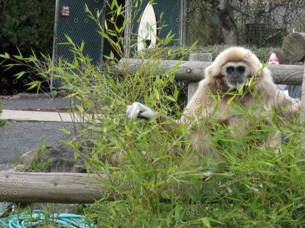 Stock JPEG monkey tan zoo