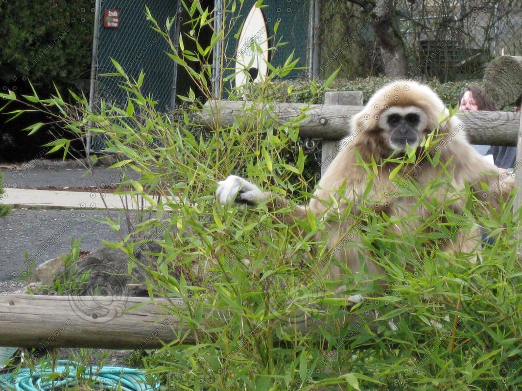 Stock JPEG monkey tan zoo