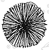 Texture Windows Bitmap sketch tree plan