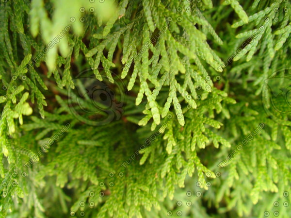 Stock JPEG plant close green