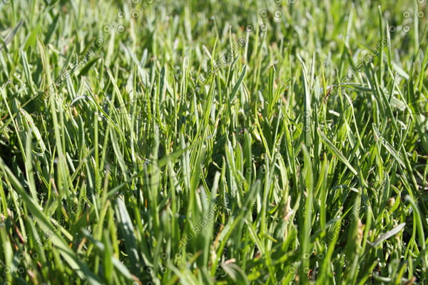 Stock JPEG grass lawn garden