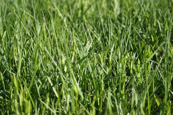 Stock JPEG grass lawn garden