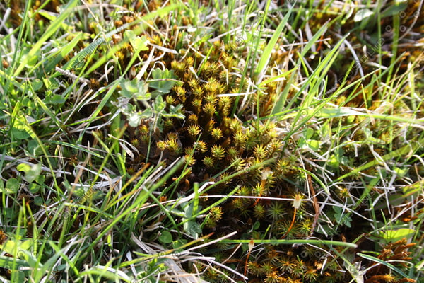 Stock JPEG moss plant forest