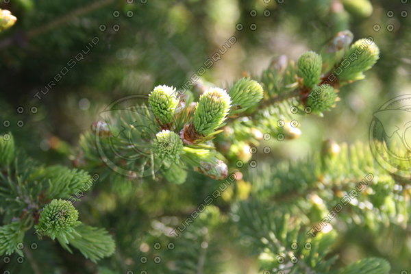 Stock JPEG spruce tree plant