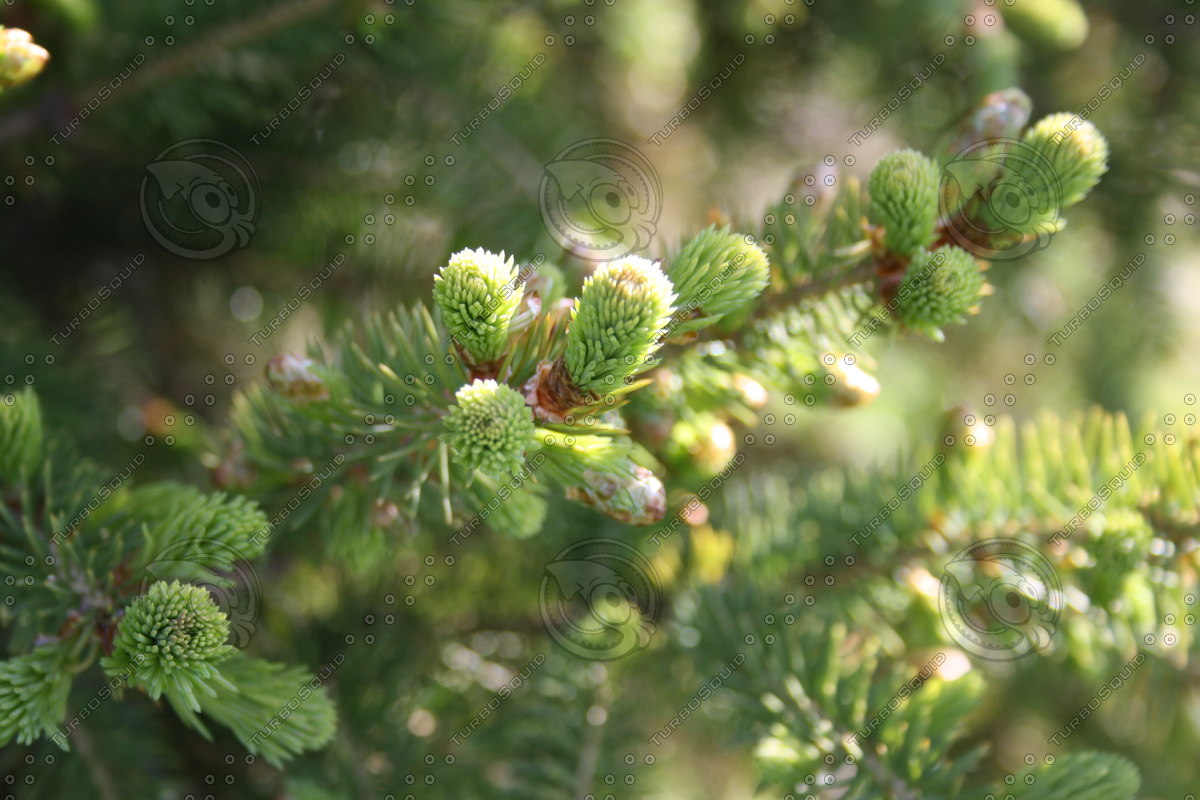 Stock JPEG spruce tree plant