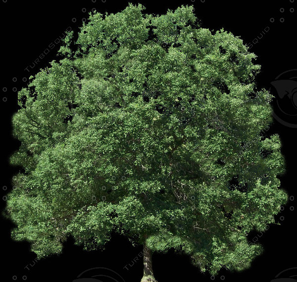 Texture JPEG oak tree plant