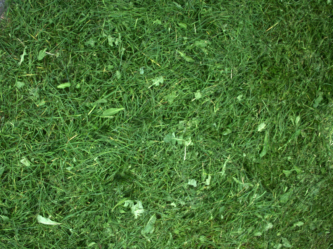 Texture JPEG Ground Floor Grass