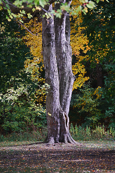 Stock JPEG tree leaves parks