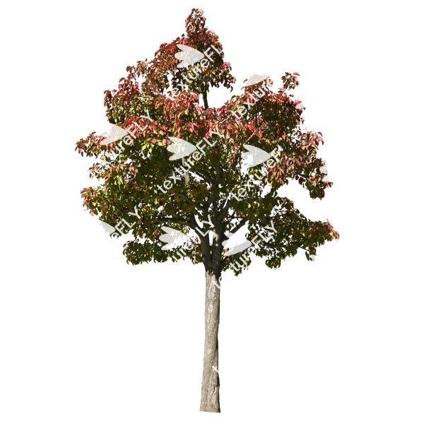 Texture TIFF tree pear 2d