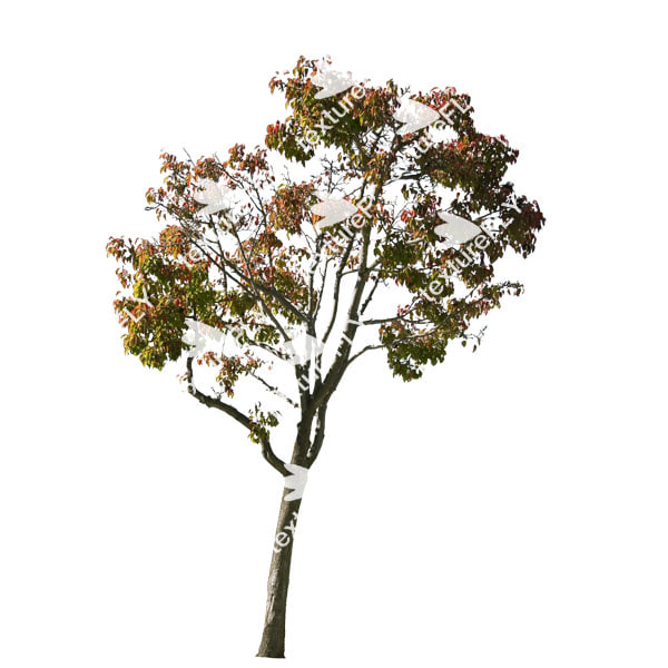 Texture TIFF tree pear 2d