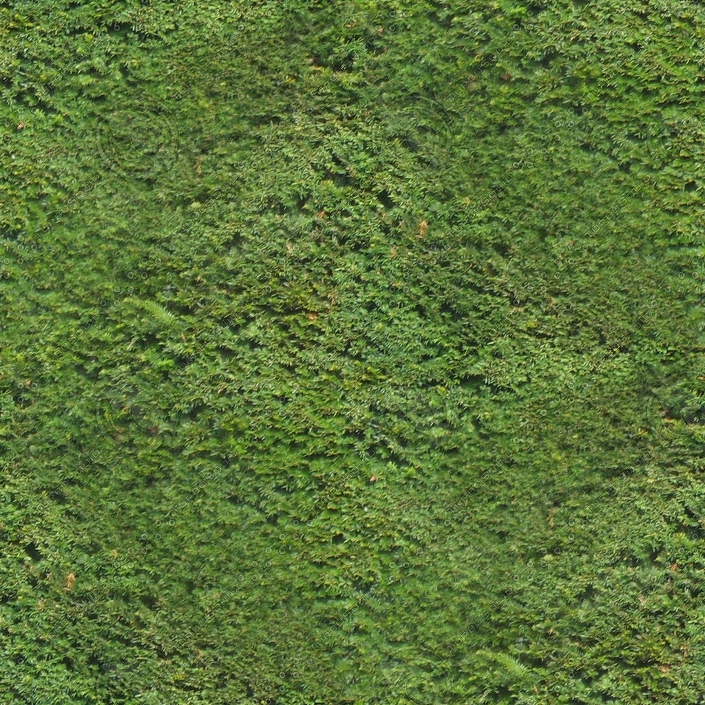 Texture JPEG texture shrub bush