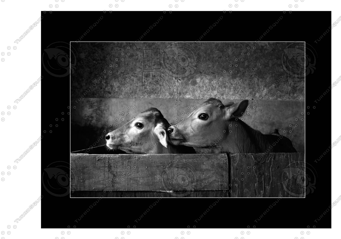 Stock JPEG cow heffer calf