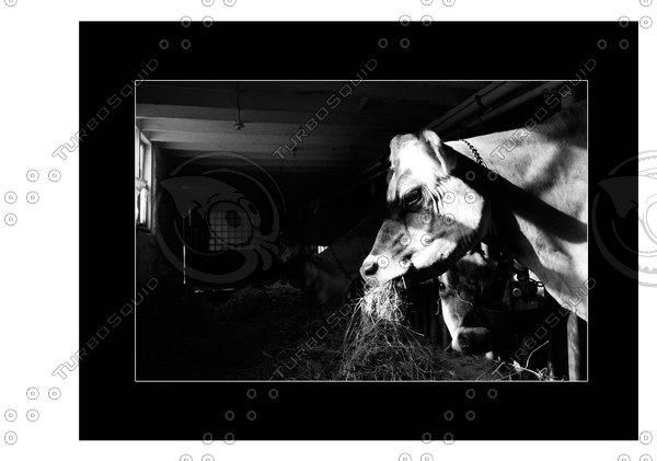 Stock JPEG cow heffer calf