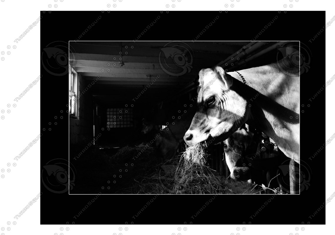 Stock JPEG cow heffer calf